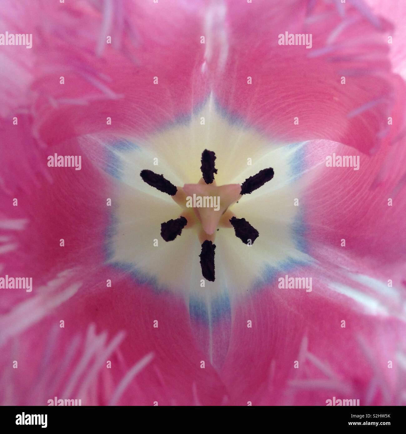 Flower stamin hi-res stock photography and images - Alamy