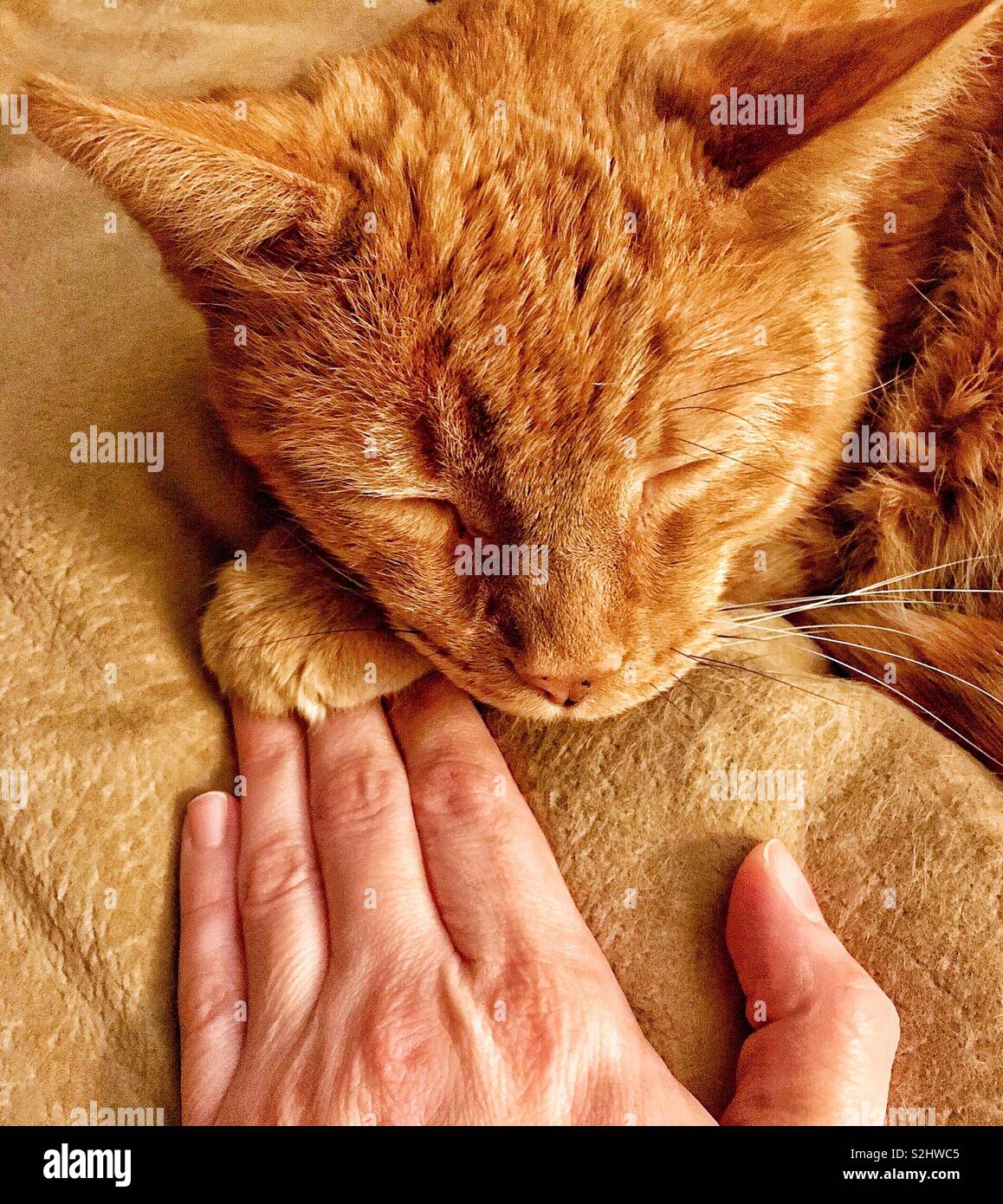 Sleeping orange tiger tabby cat holding owners hand hi-res stock ...