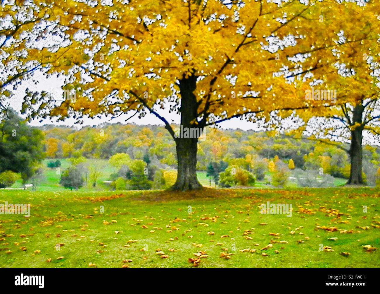 Fabulous fall foliage Stock Photo - Alamy