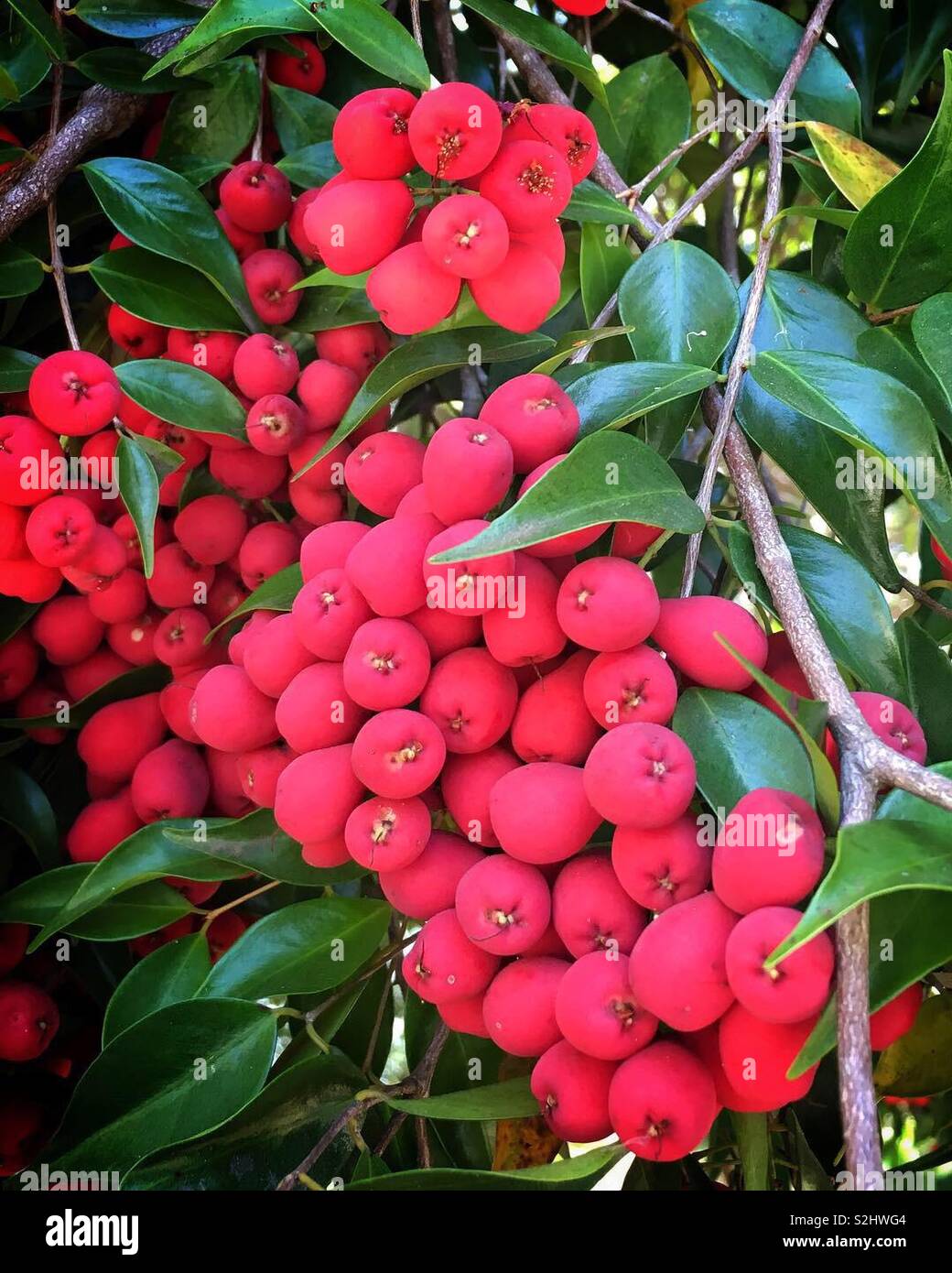 Australian fruit trees hi-res stock photography and images - Alamy