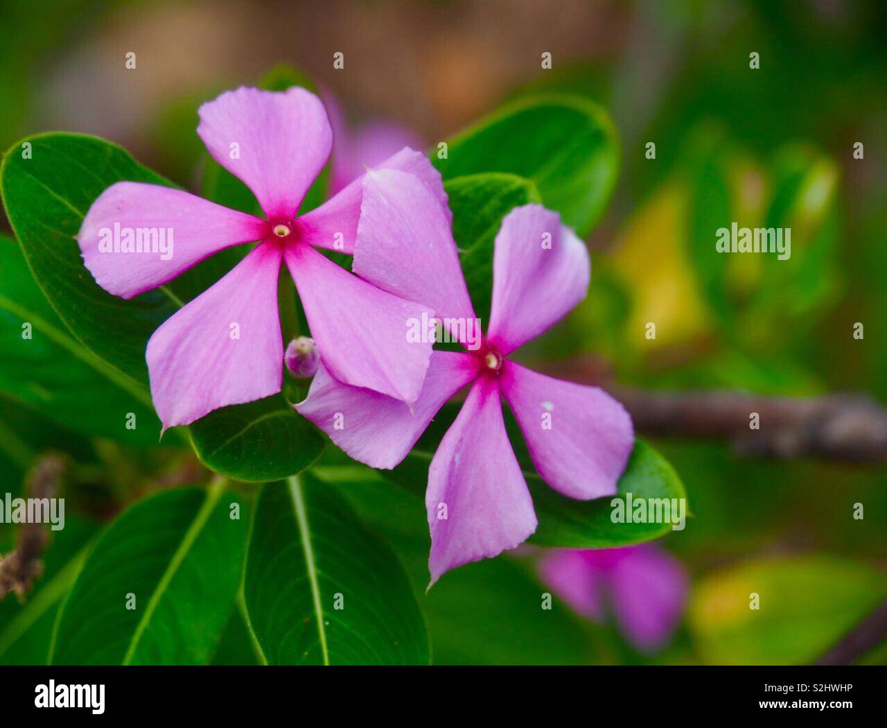 Vinca plants hi-res stock photography and images - Alamy