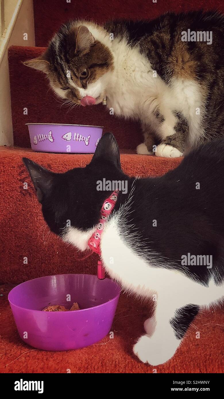 Cats eating hi-res stock photography and images - Alamy