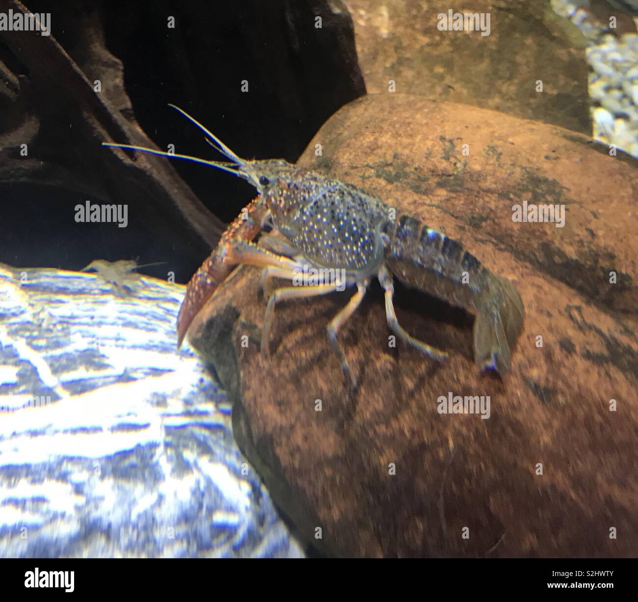 Shrimp at Dubai aquarium Stock Photo - Alamy
