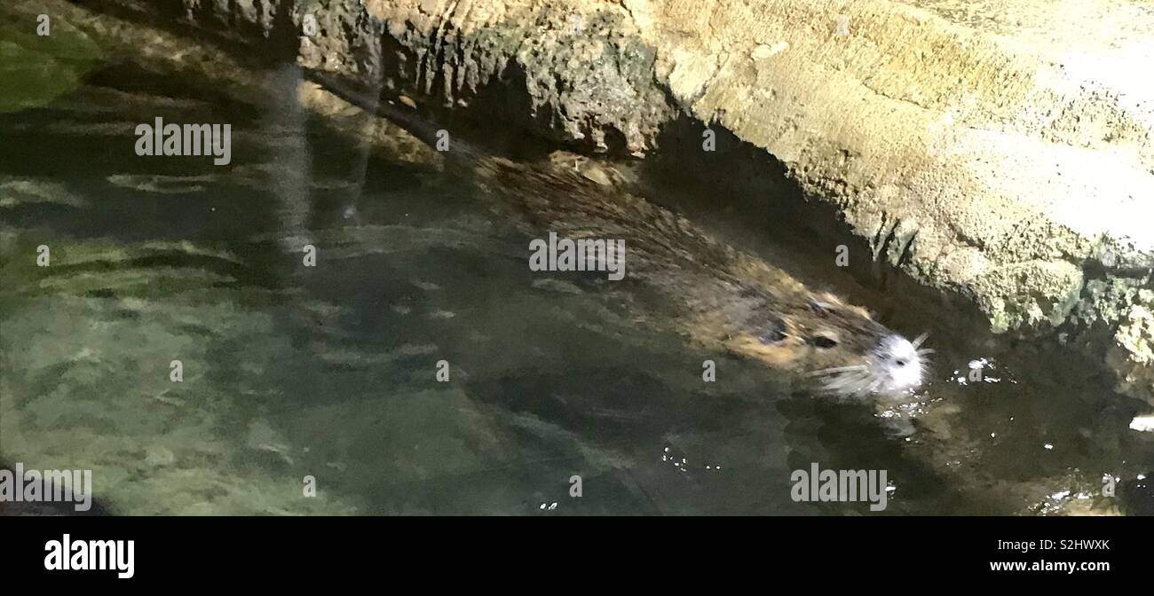 Beaver at Dubai aquarium Stock Photo - Alamy