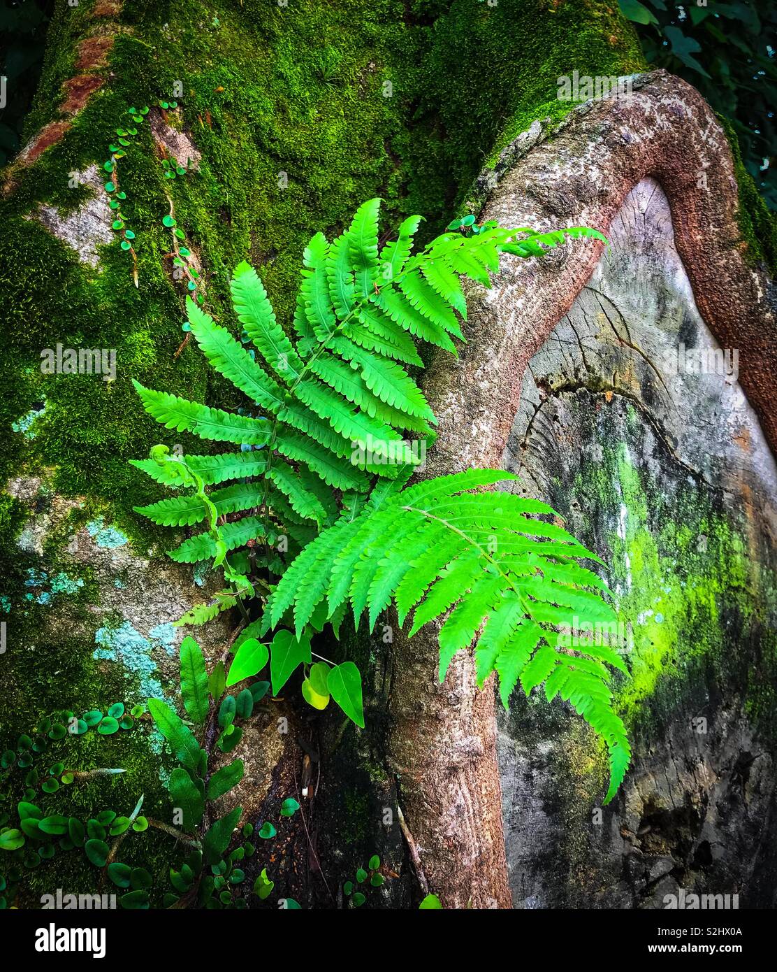 Green fern leaves growing from the base of a moss-covered tree trunk ...