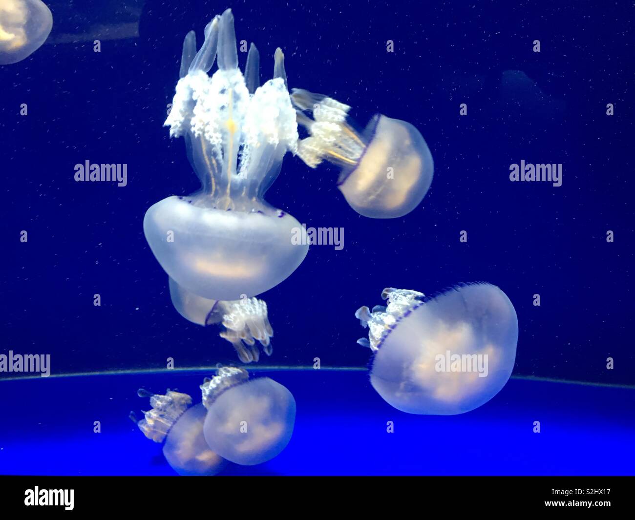 Jellyfish on blue background hi-res stock photography and images - Alamy