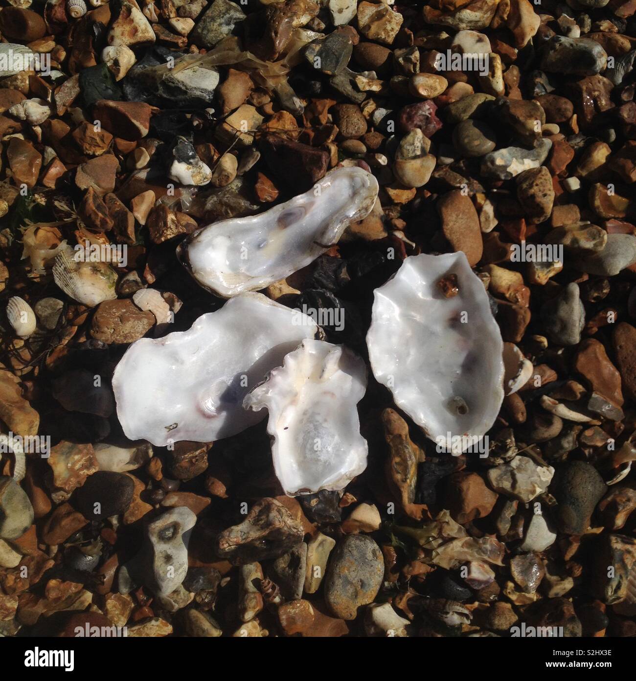 Oyster at the beach hi-res stock photography and images - Alamy