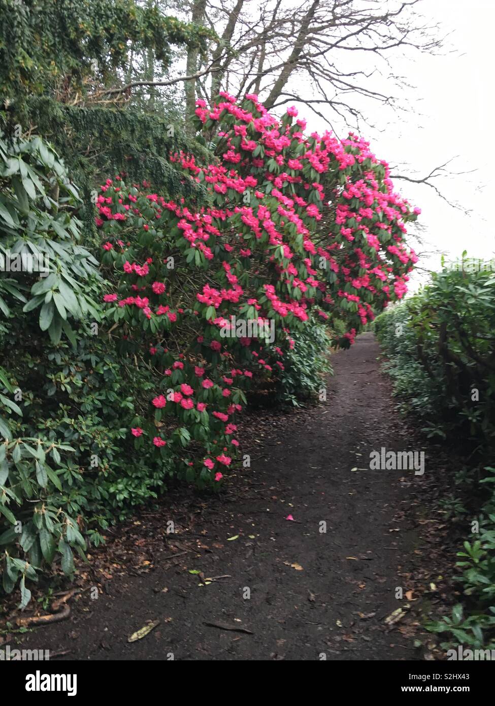 Flowering in February in Scotland amazing Stock Photo - Alamy