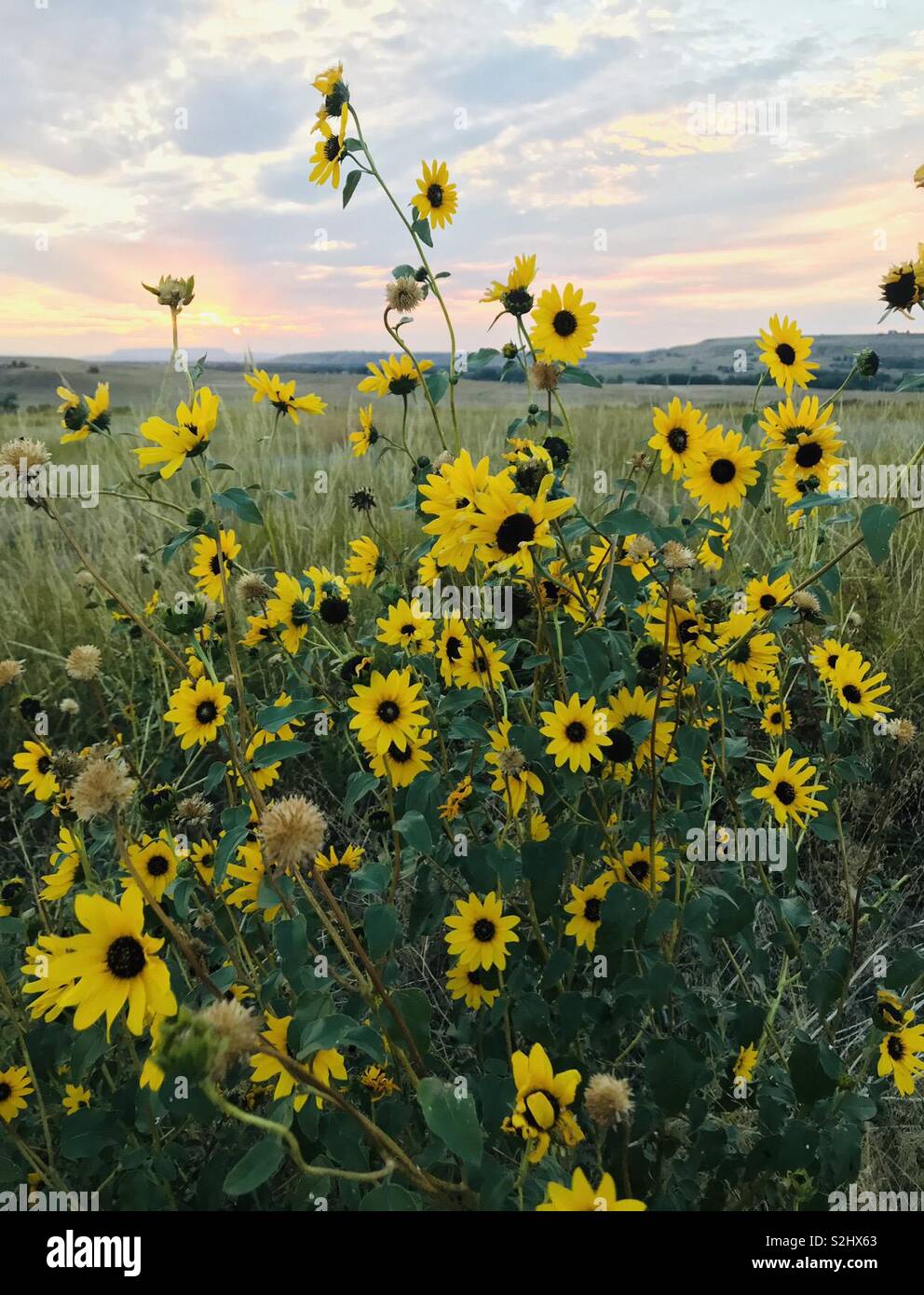 Home on the range hi-res stock photography and images - Alamy