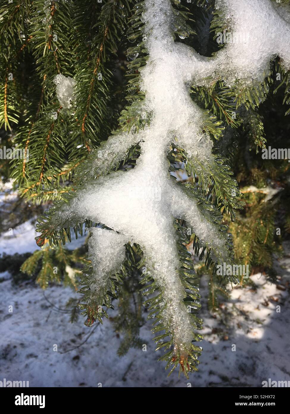 Early morning snow melting on pine tree limbs Scarsdale New York USA ...