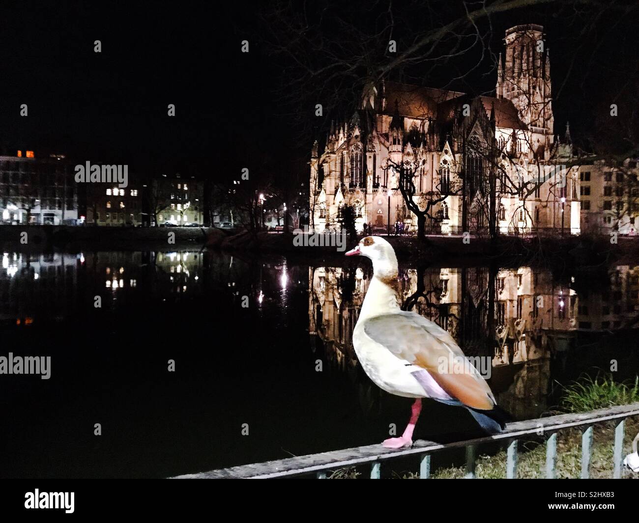 Goos In Water High Resolution Stock Photography and Images - Alamy