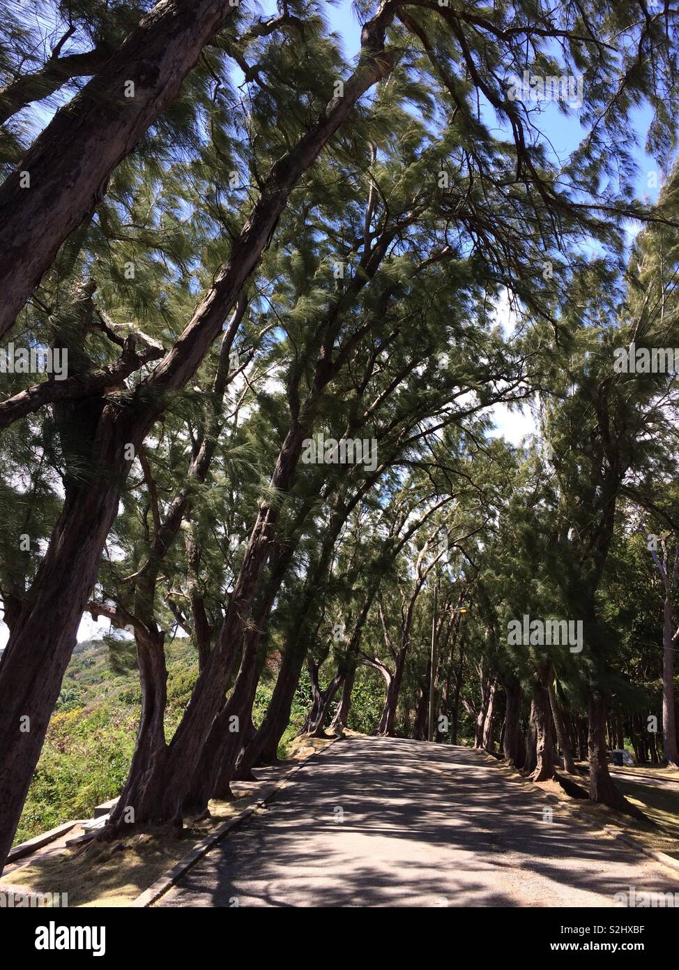 Tree lined drive hi-res stock photography and images - Alamy