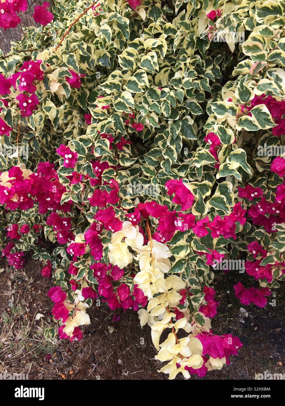 Variegated bougainvillea hi-res stock photography and images - Alamy