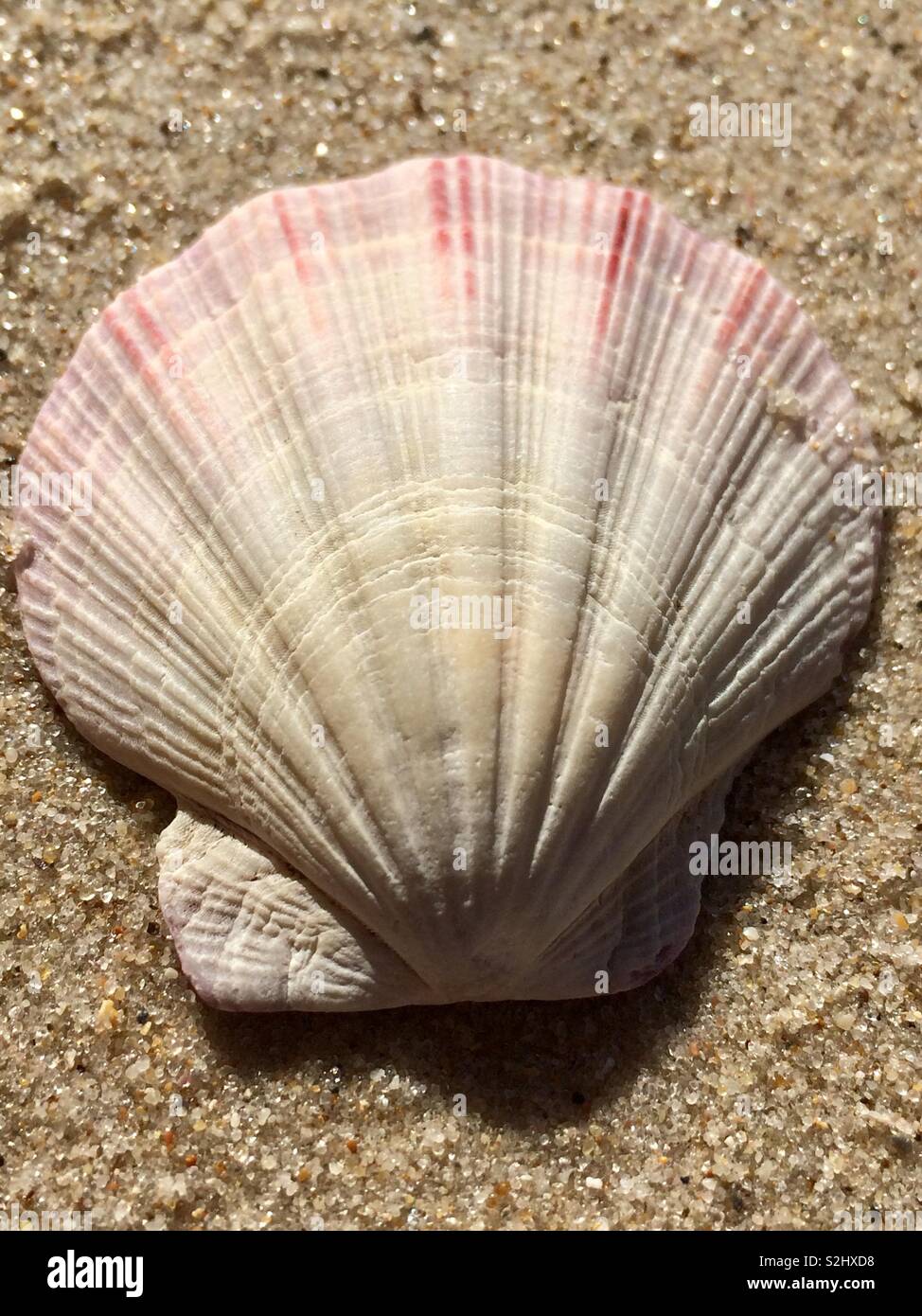 Pink shell hi-res stock photography and images - Alamy