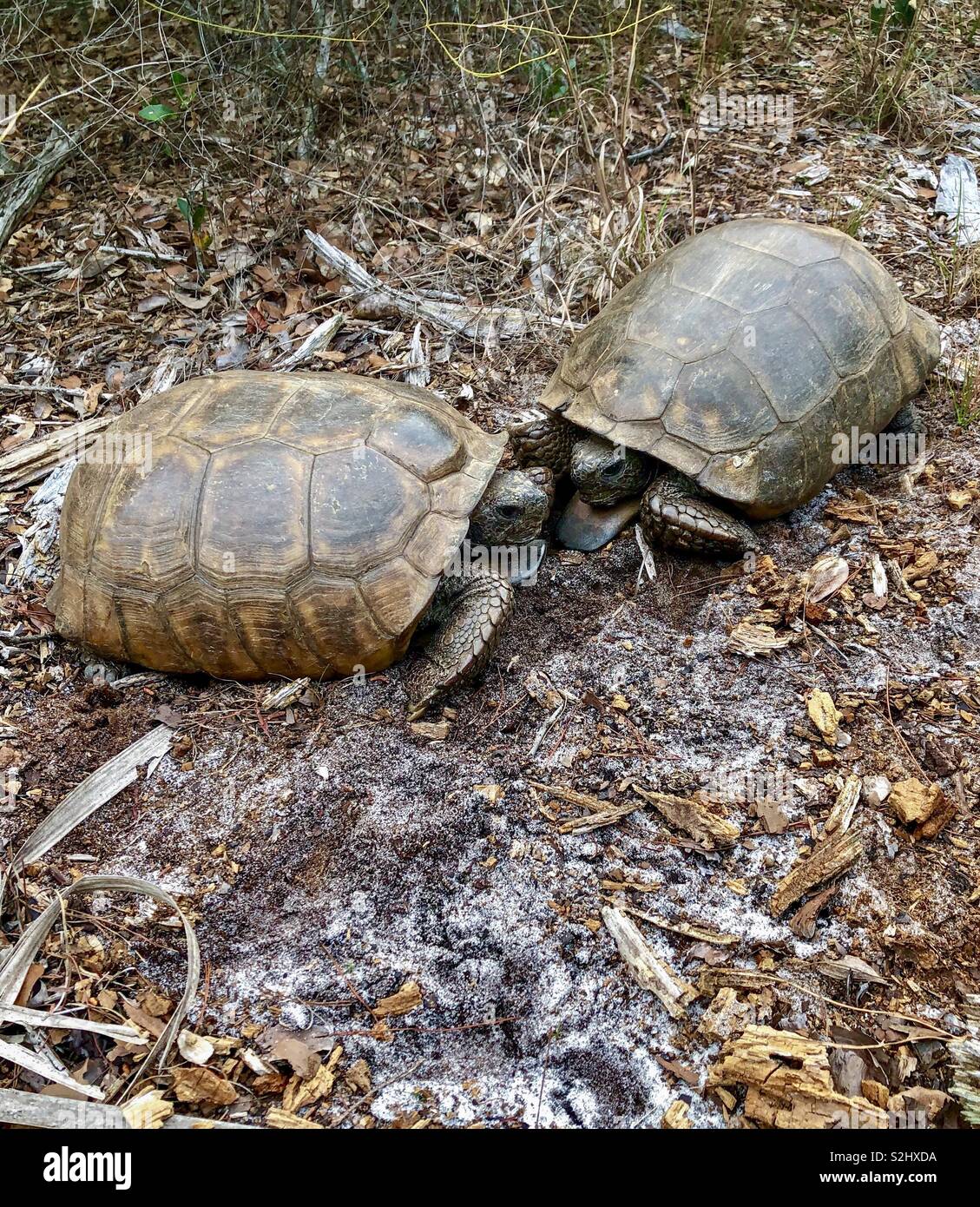 Tortoises kissing hi-res stock photography and images - Alamy