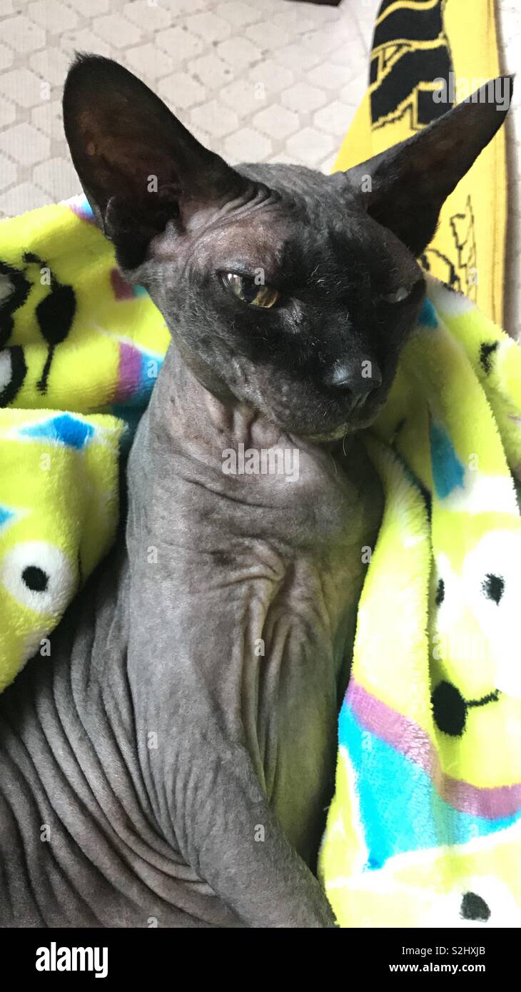 Gray Sphynx Cat