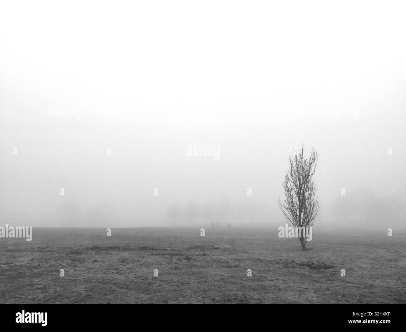 Winter tree in mist Stock Photo - Alamy