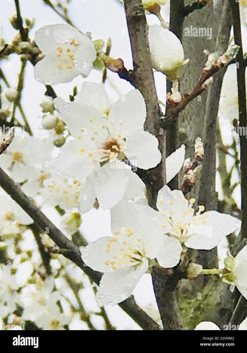 Early spring blossom in Kent Stock Photo - Alamy