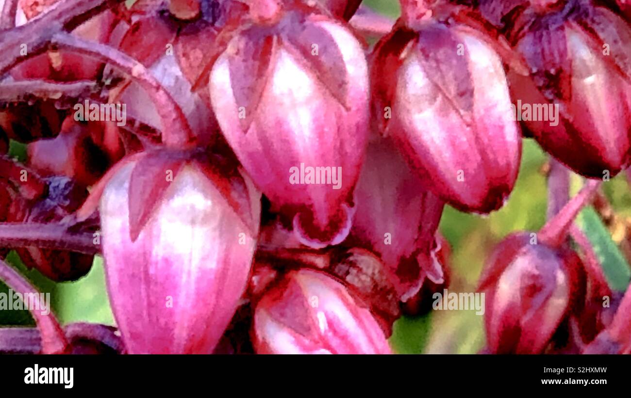 Little bells hi-res stock photography and images - Alamy