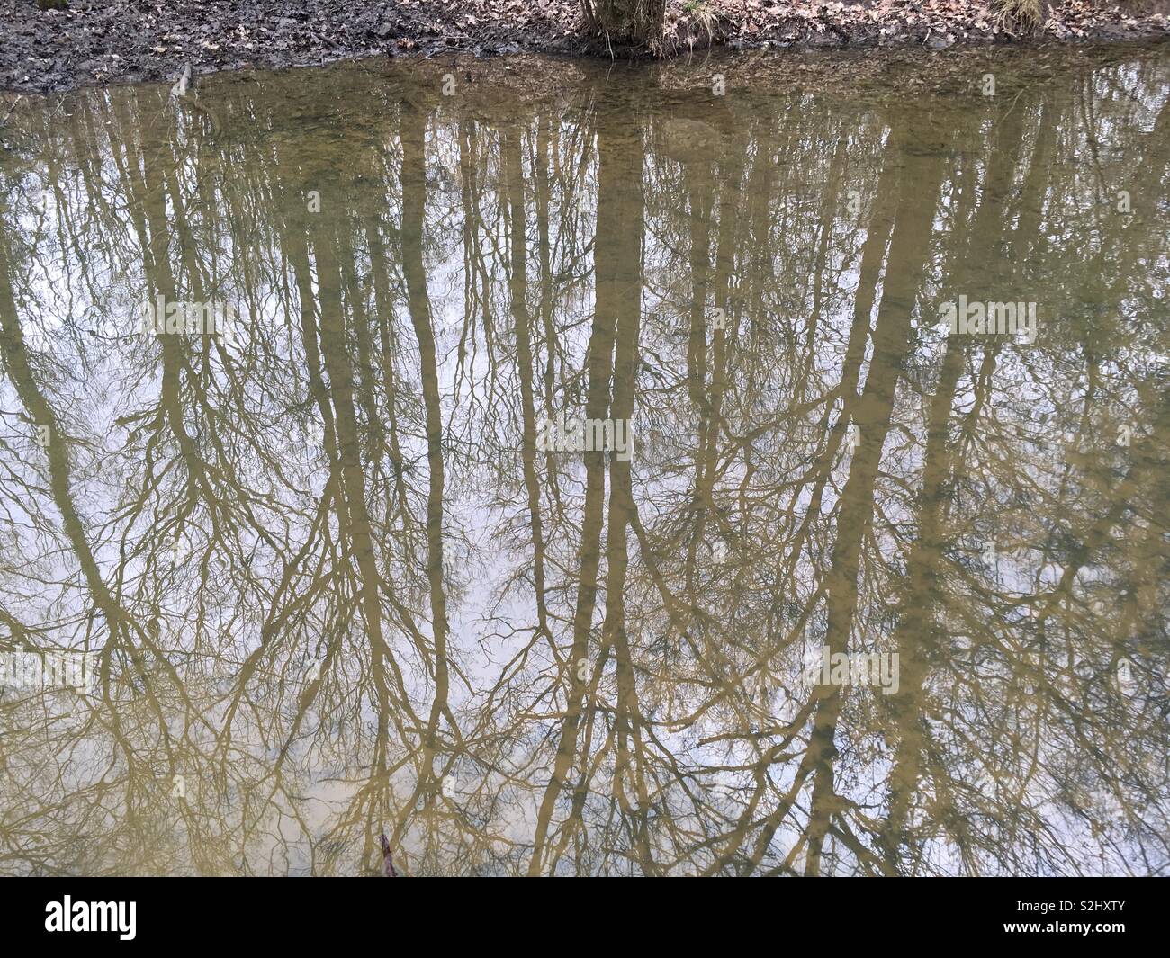 Winter tree skeletons reflected on water Stock Photo - Alamy