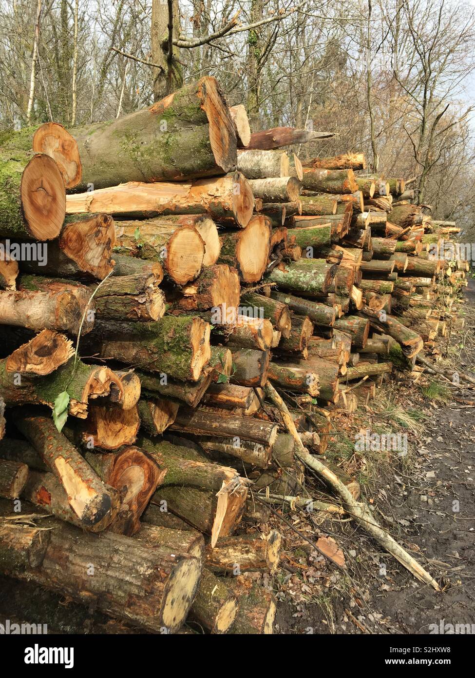 Pile of sawn logs Stock Photo - Alamy