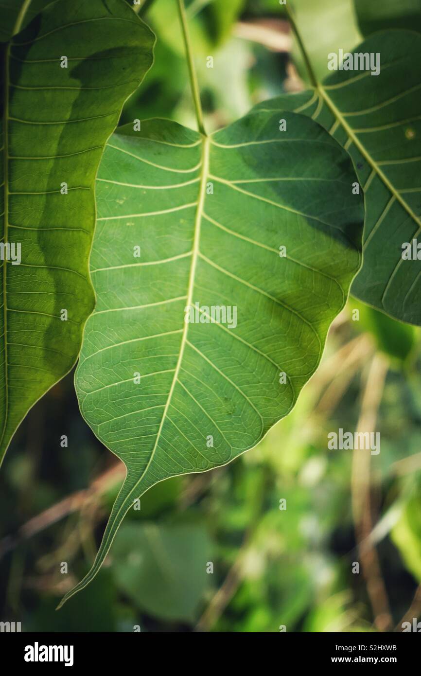 One single leaf of the holy bodhi tree. Closeup Stock Photo - Alamy