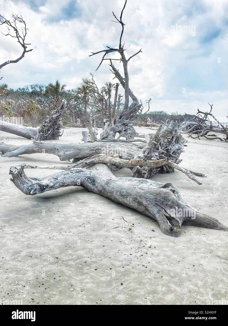 Drift wood beach hi-res stock photography and images - Alamy