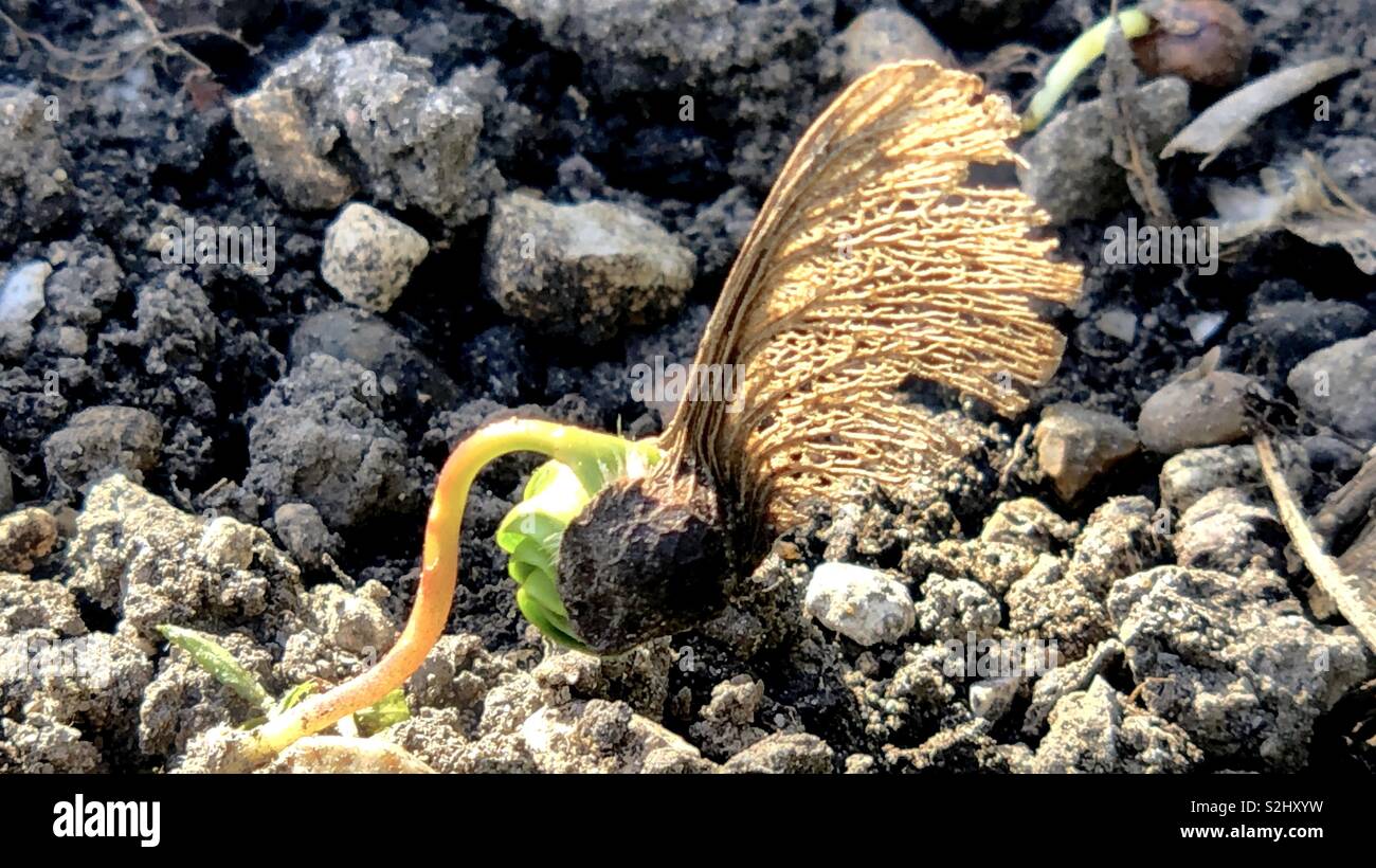 Birth of nature hi-res stock photography and images - Alamy