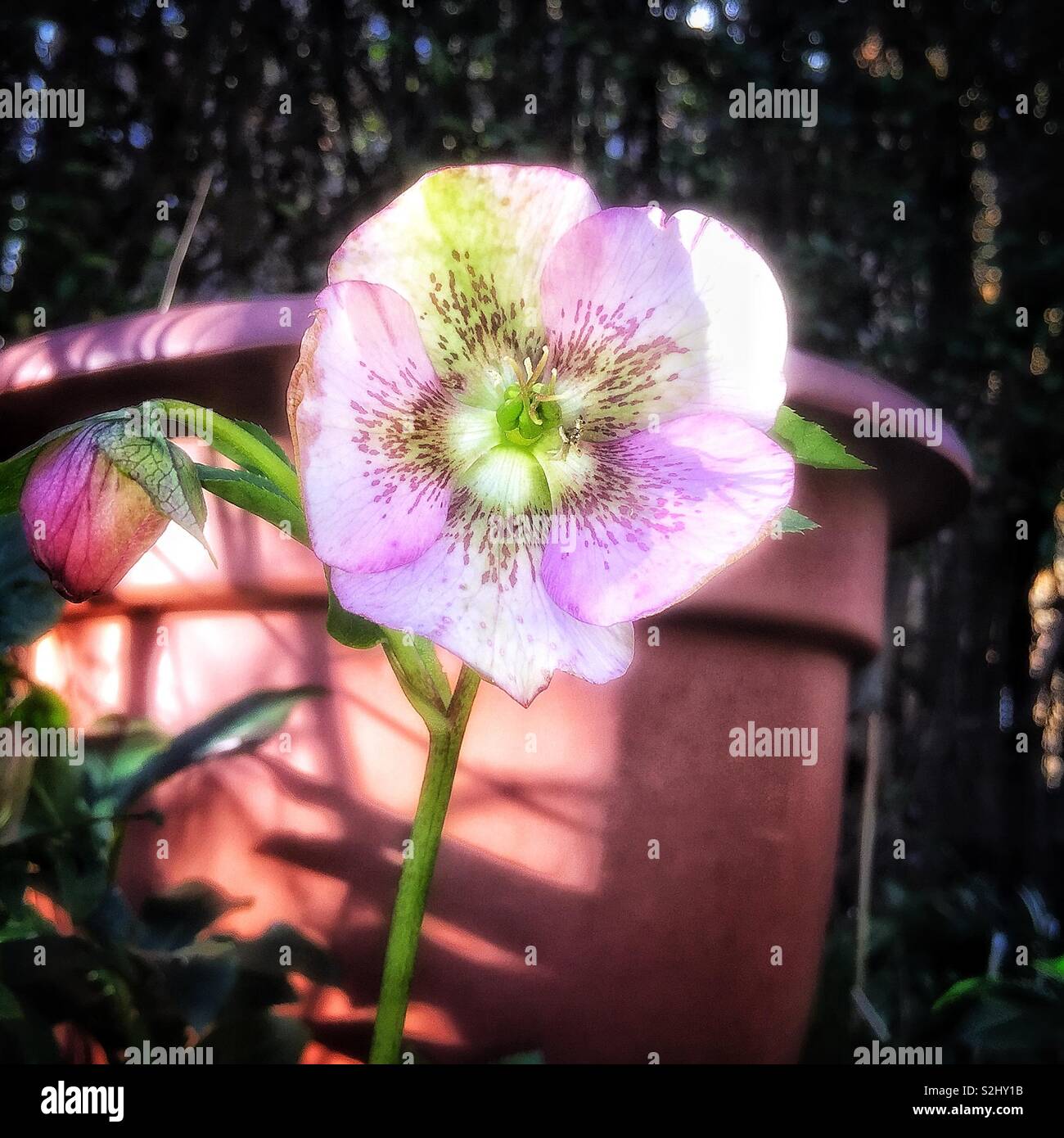 A Hellebore flower Stock Photo - Alamy