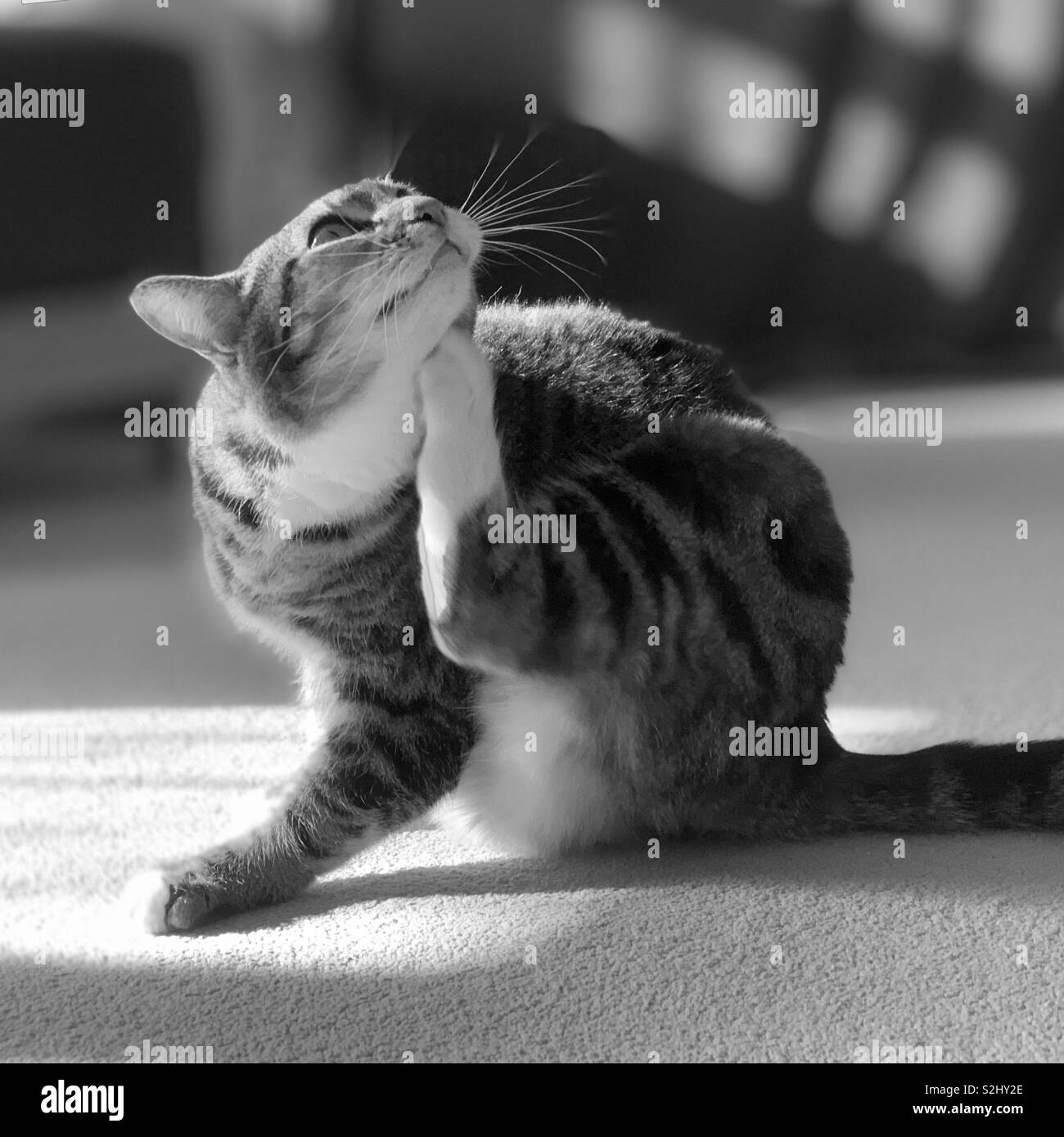 Chin scratch hi-res stock photography and images - Alamy