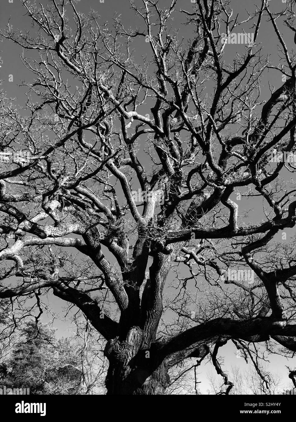 Wavy branches hi-res stock photography and images - Alamy