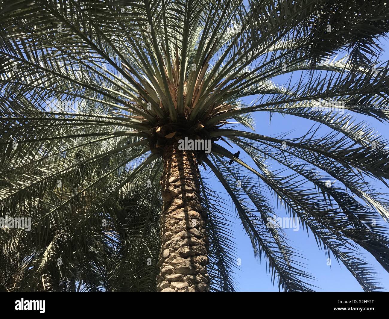 Palm tree and bird hi-res stock photography and images - Alamy