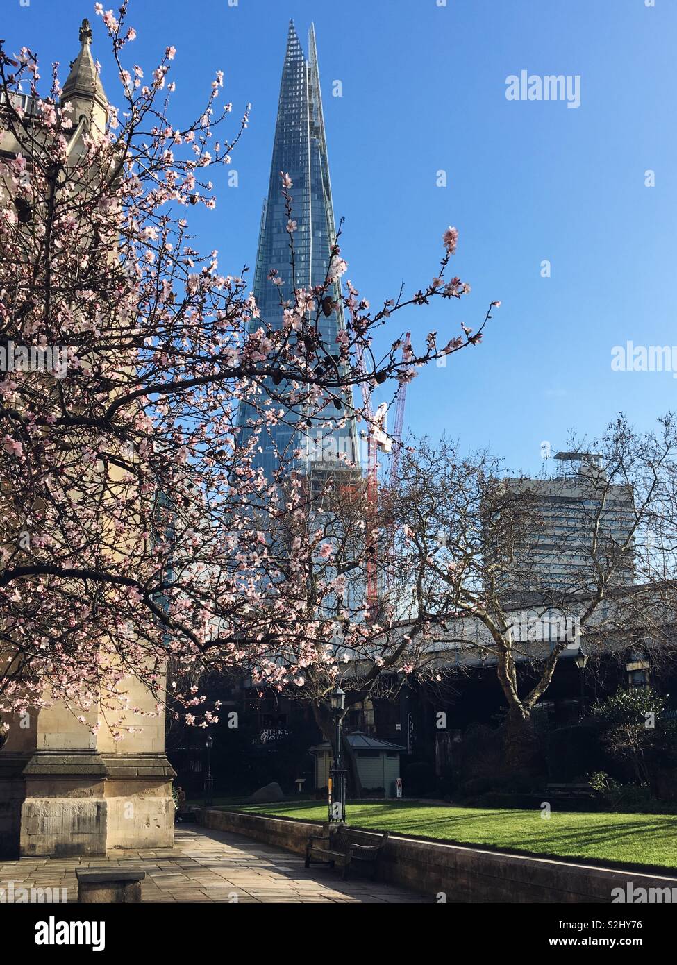 London blossom hi-res stock photography and images - Alamy