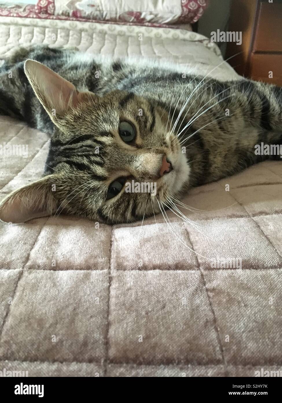 Sleepy animals hi-res stock photography and images - Alamy