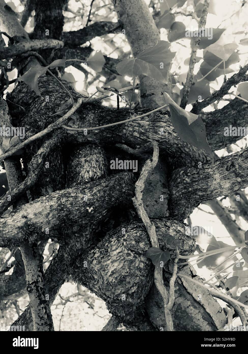 Tangle of tree roots hi-res stock photography and images - Alamy