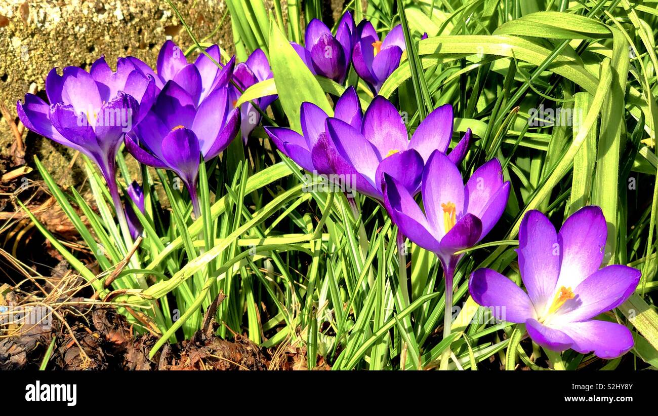 Early springtime joy Stock Photo - Alamy