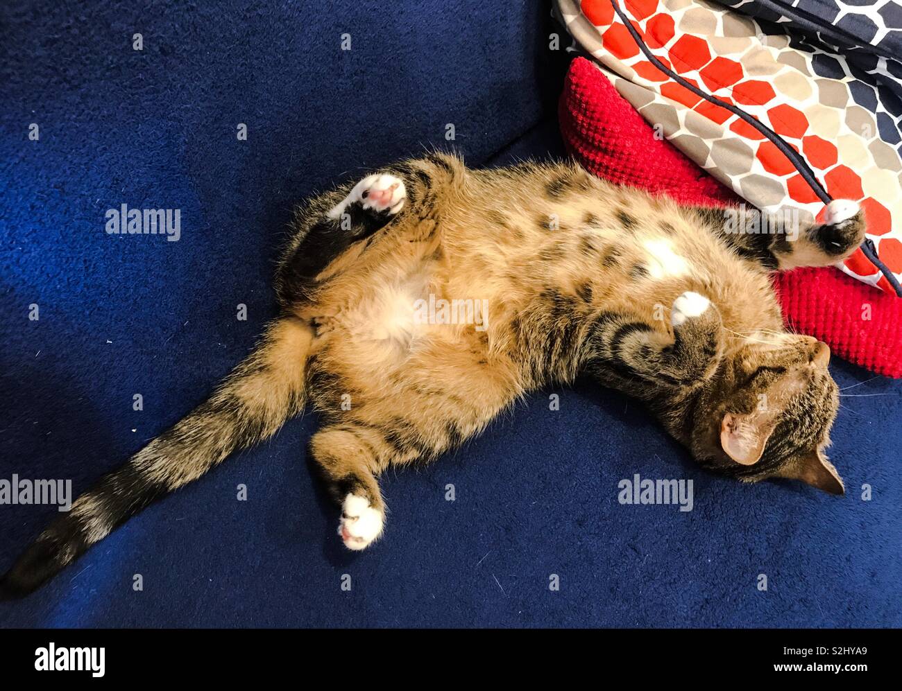 Cat lying on the back Stock Photo - Alamy