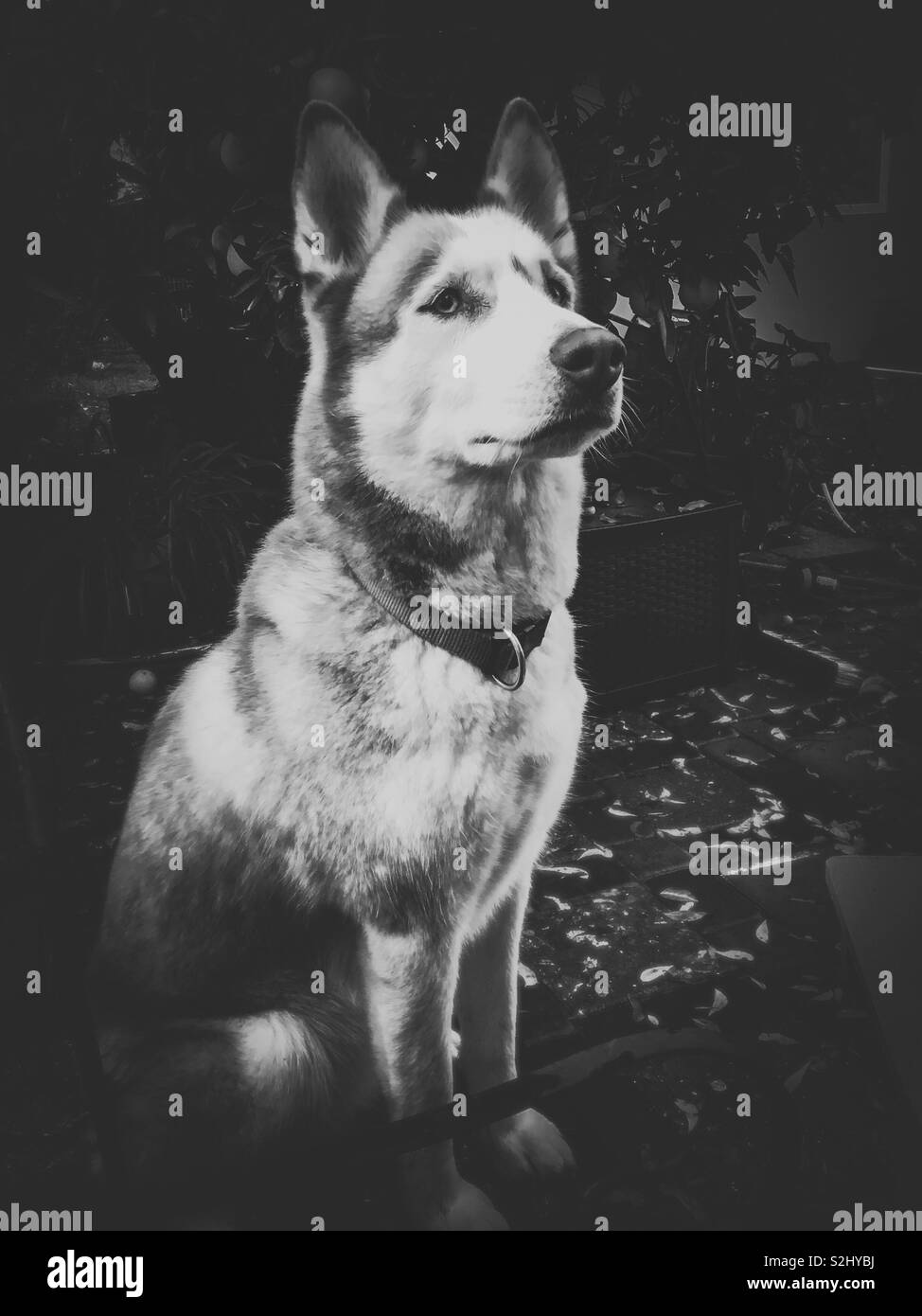 Mighty and strong hi-res stock photography and images - Alamy