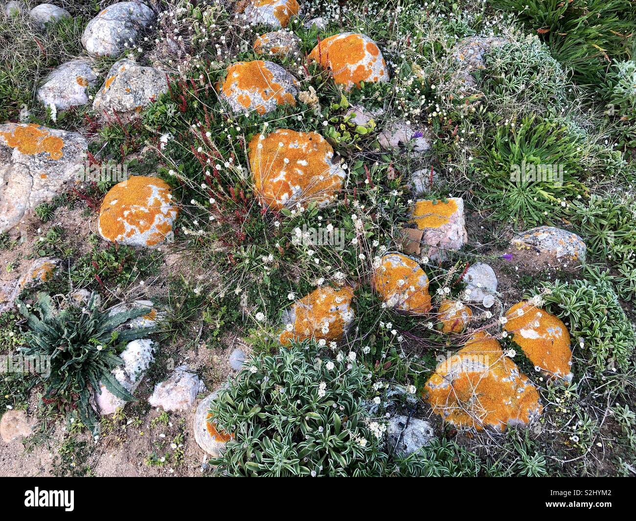 Orange lichen on rocks hi-res stock photography and images - Alamy
