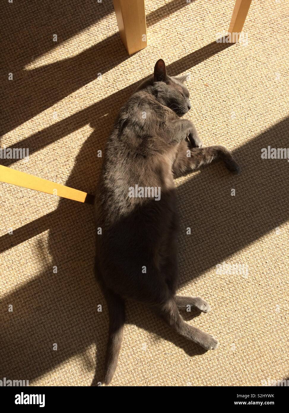 Cat sleeping in early spring sunshine Stock Photo - Alamy