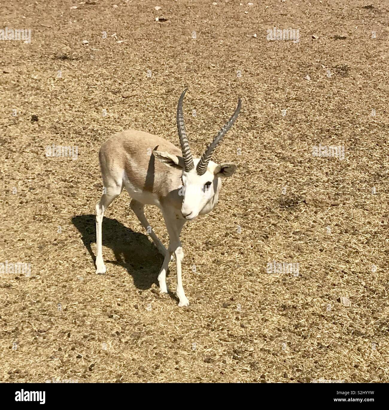 Gazelle at Sir Bani Yas island Stock Photo - Alamy