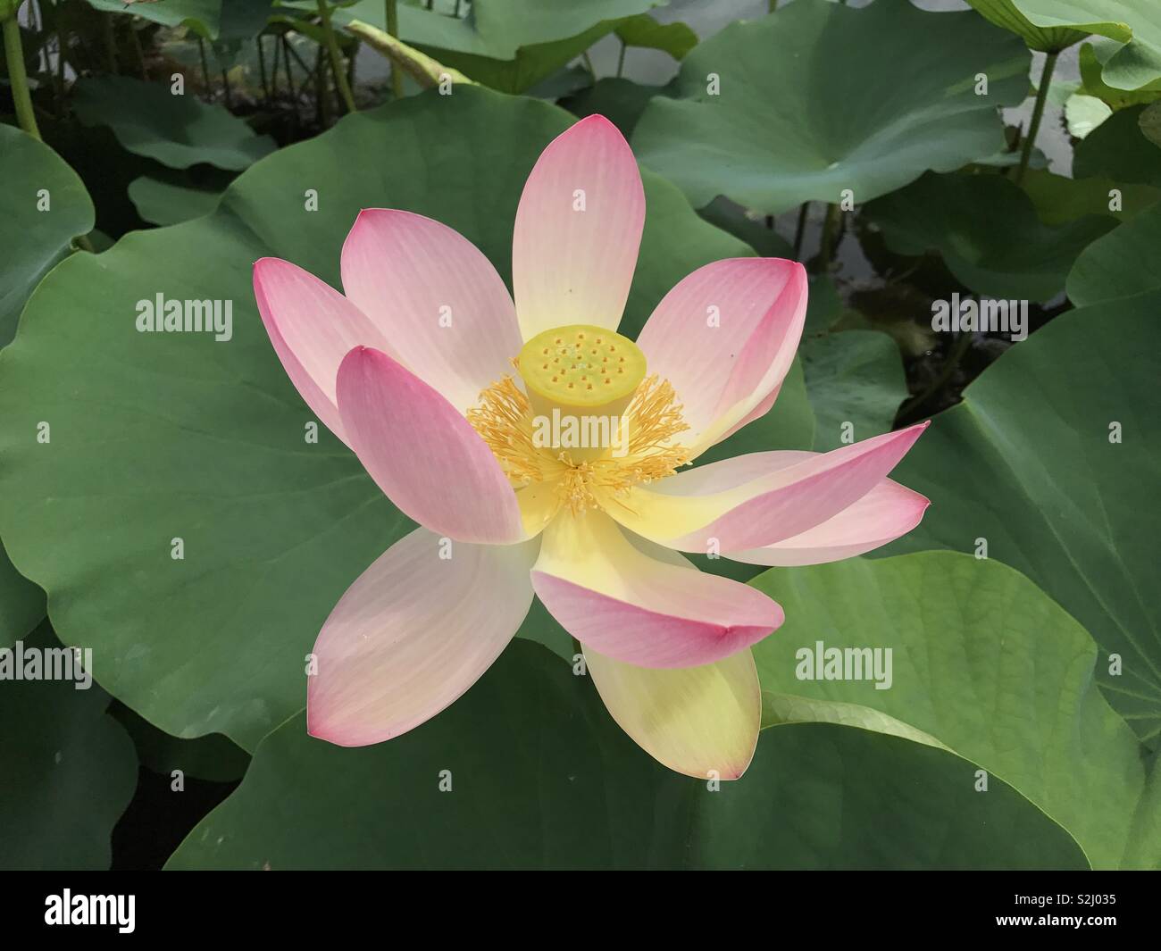 Lotus flower hi-res stock photography and images - Alamy