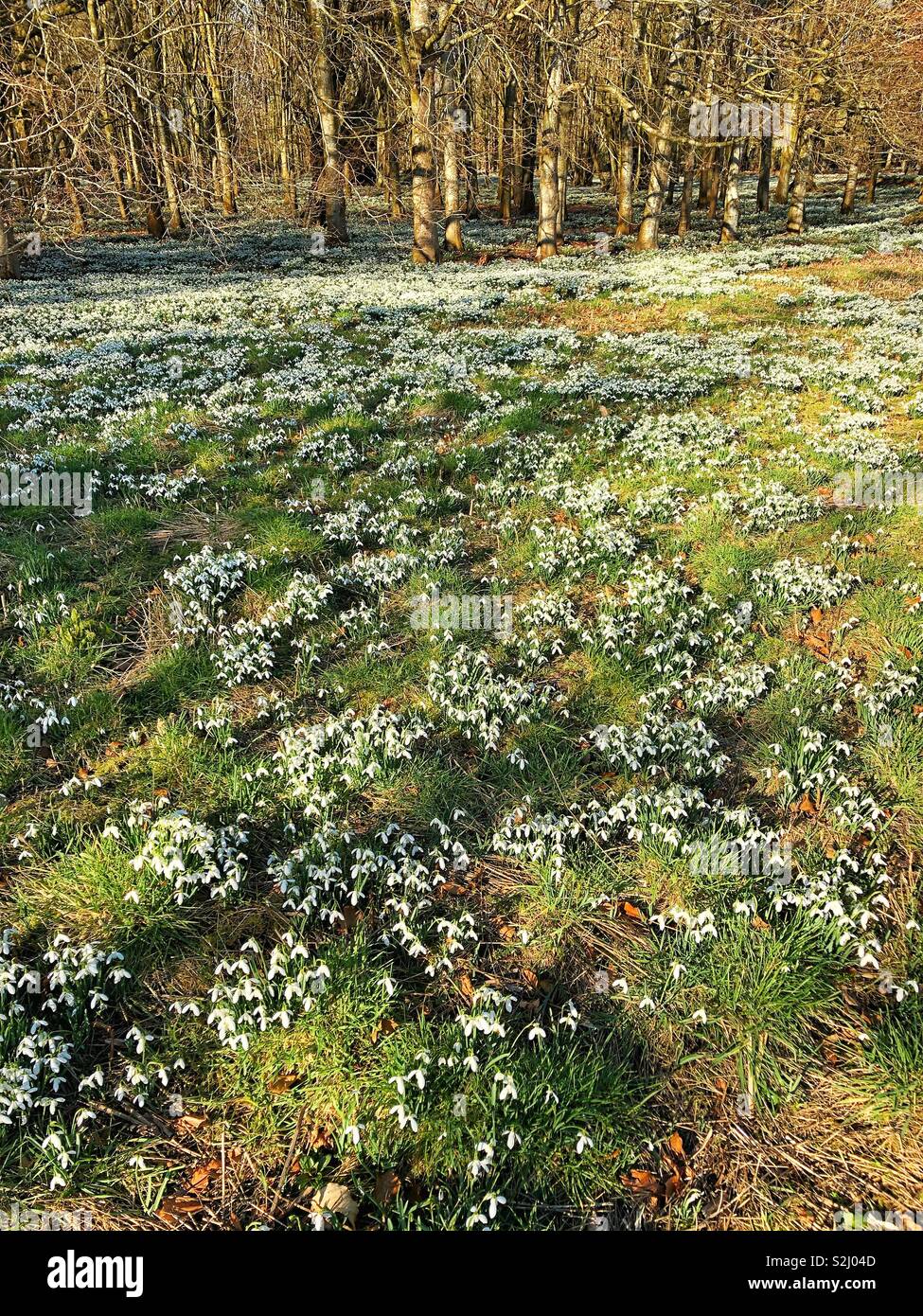 Snowdrops in sunshine Stock Photo - Alamy