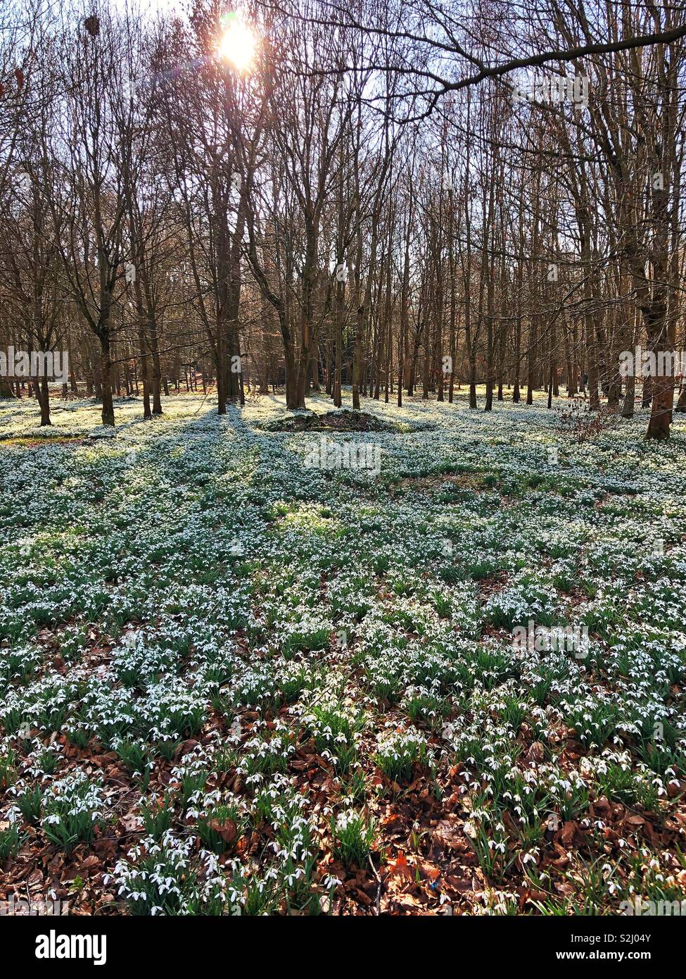 Snowdrops under beech trees in springtime Stock Photo - Alamy