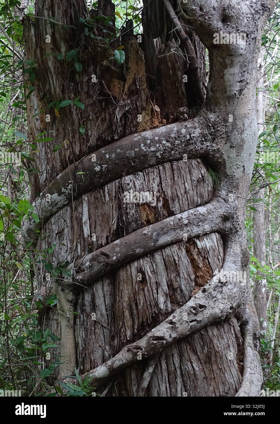 Strangler fig Stock Photo - Alamy