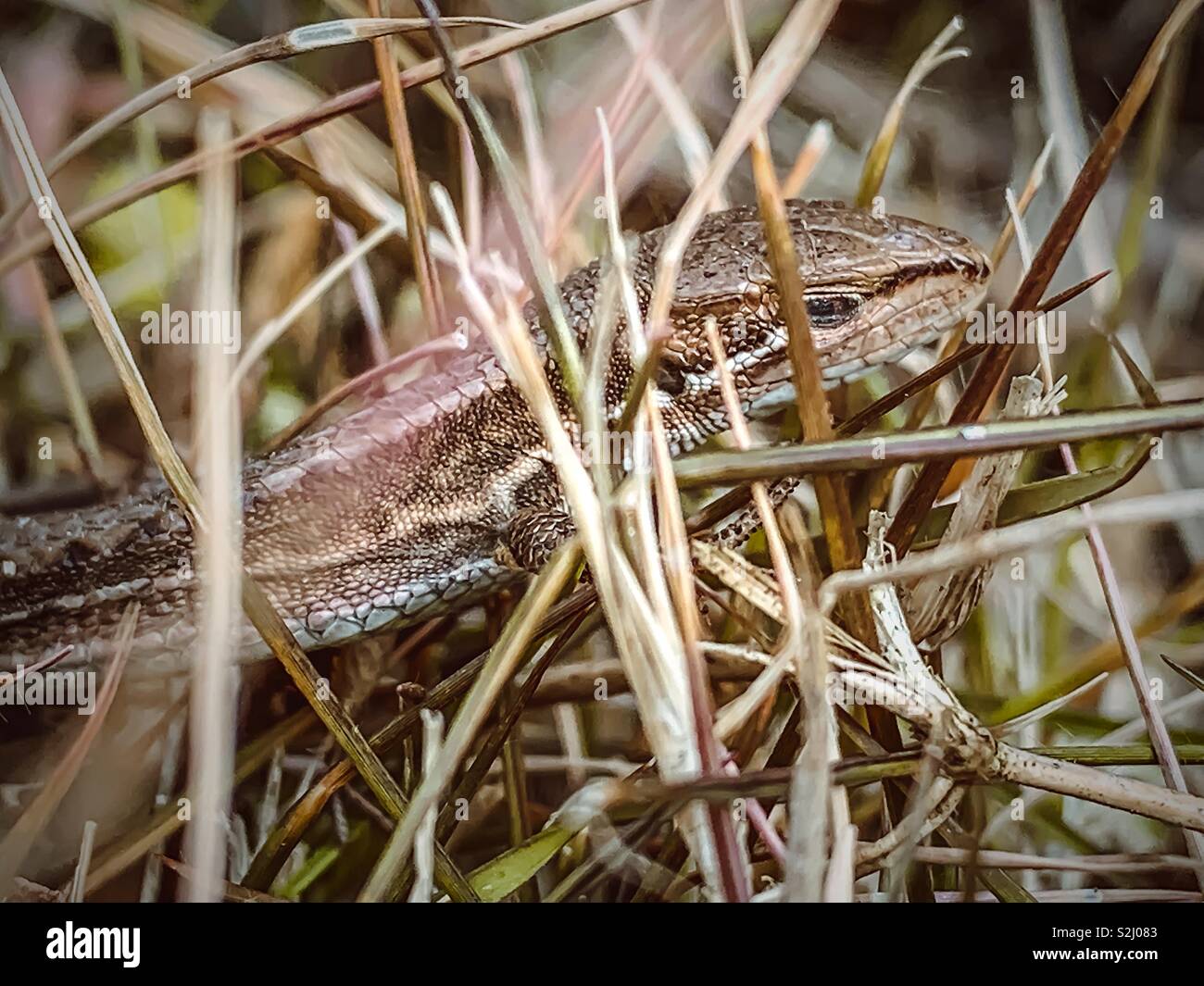 Content lizard hi-res stock photography and images - Alamy