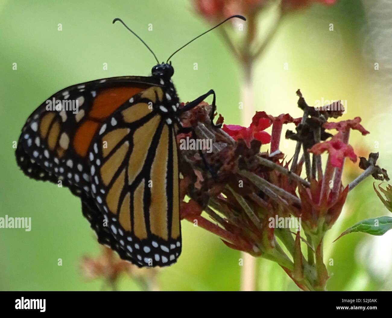 Butterfly pollination hi-res stock photography and images - Alamy
