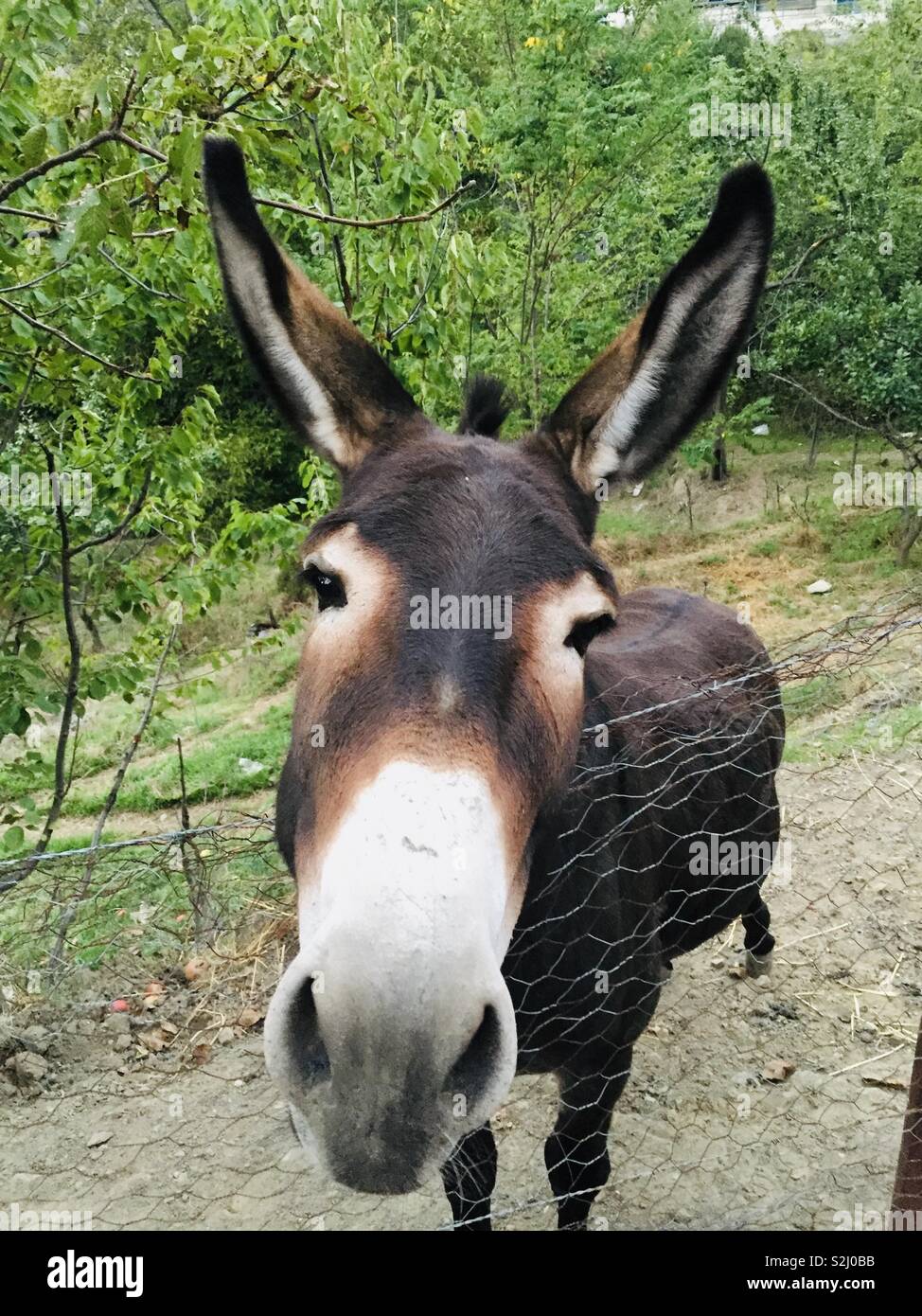 Donkey in Cyprus Stock Photo - Alamy