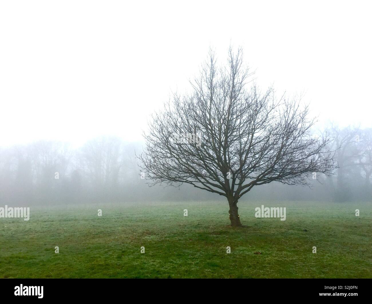 Winter tree in mist Stock Photo - Alamy