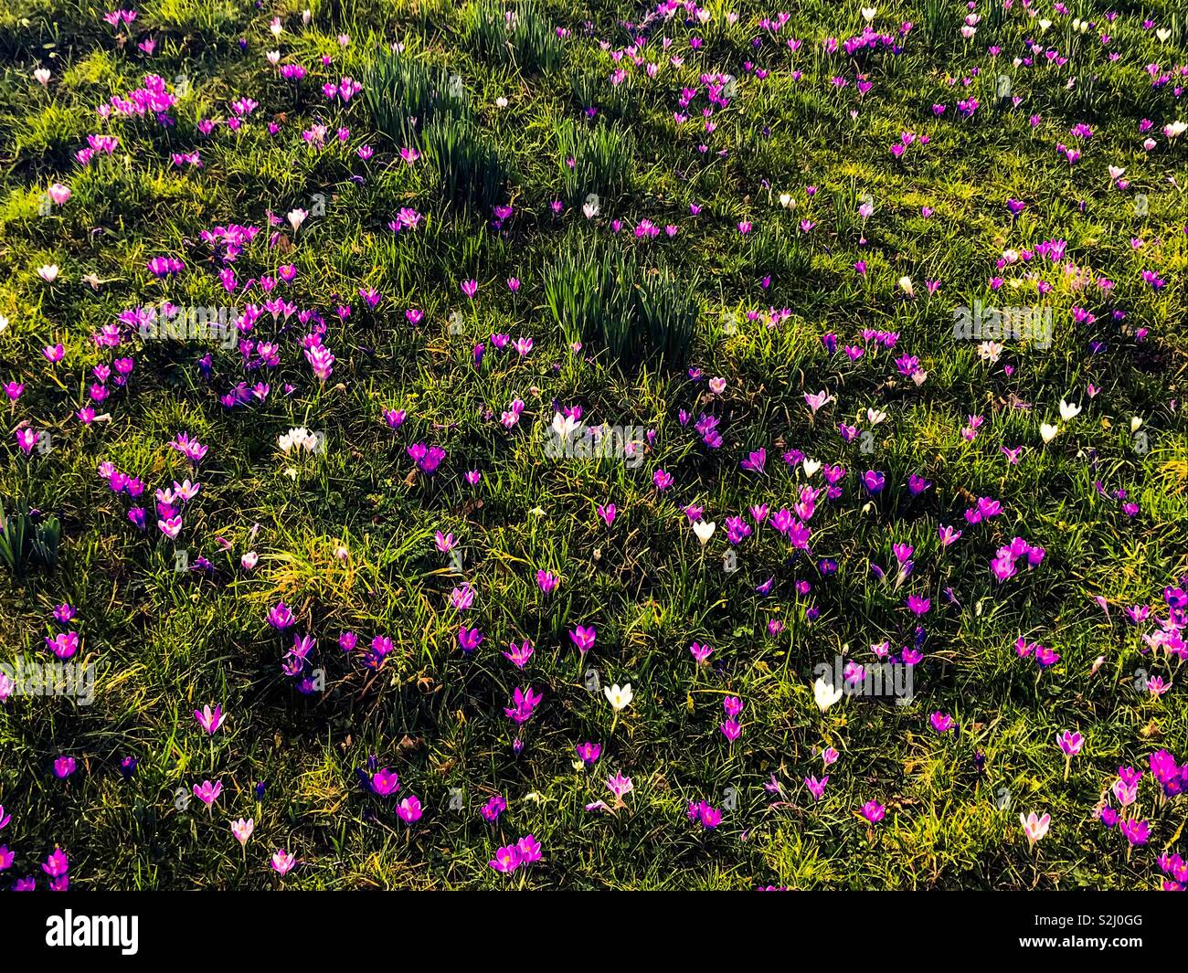 Crocus meadow in spring Stock Photo - Alamy